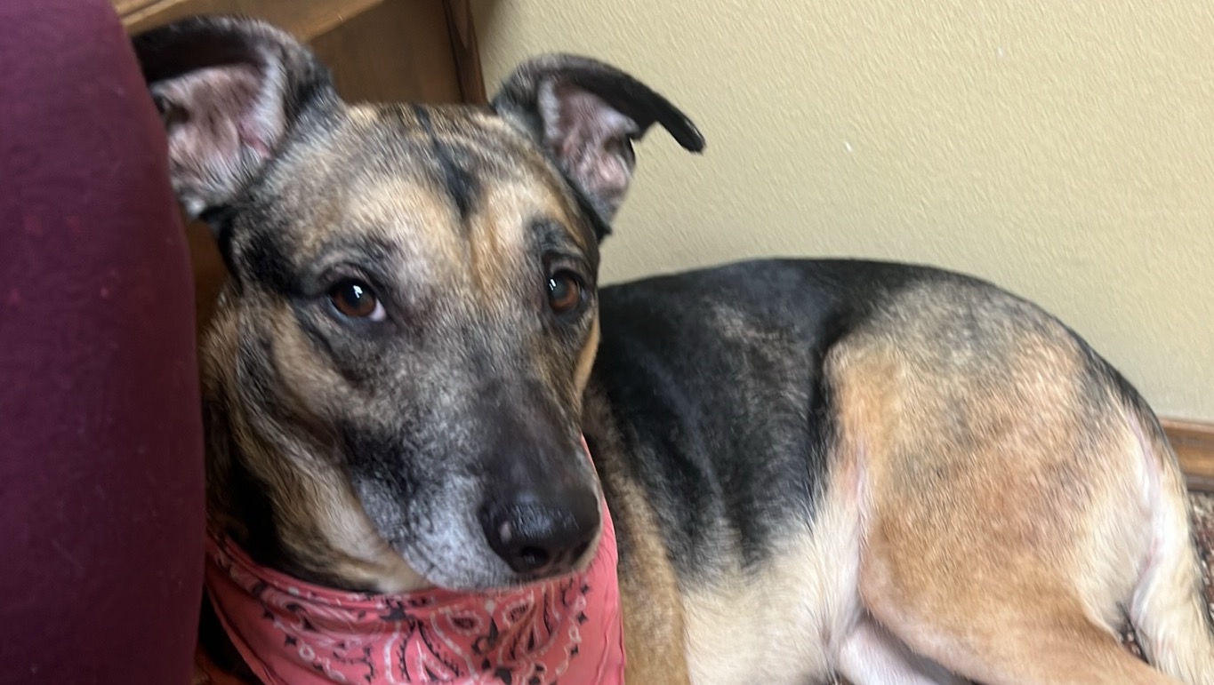 Fundraiser by Jackie Kile : Urgent Surgery Needed for Our Dog