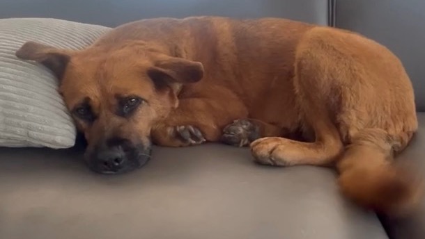 Fundraiser by Jen Rufo : Support Rubi's Urgent Liver Surgery