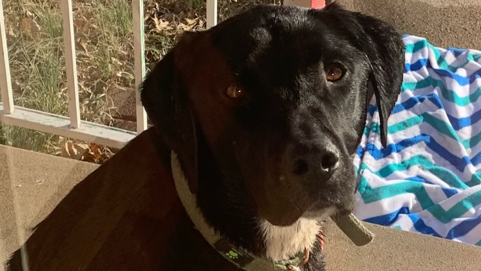 Fundraiser for Jenell Crossland by Jeda Murphy : Help Picasso Get The ...