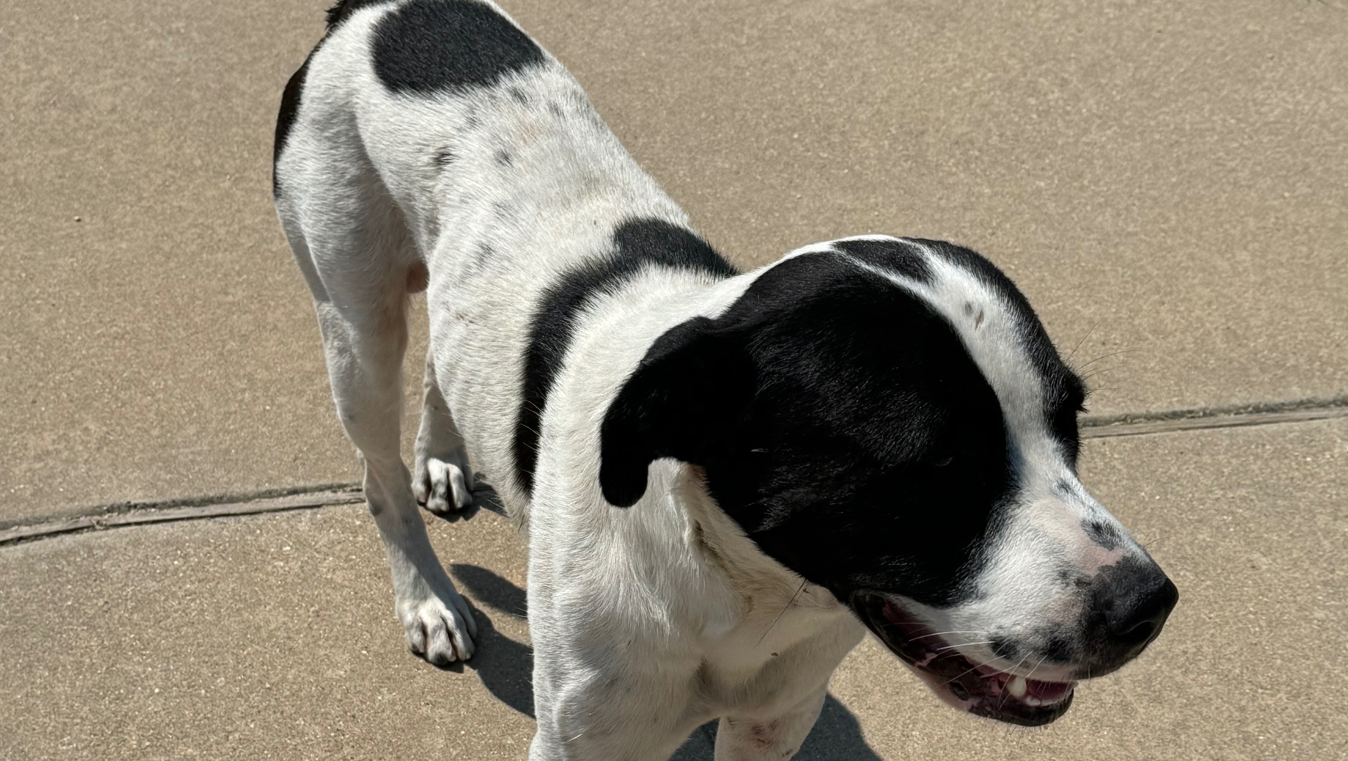 Fundraiser by Ruth Moretz : Support Ruth's Mission to Foster a Stray