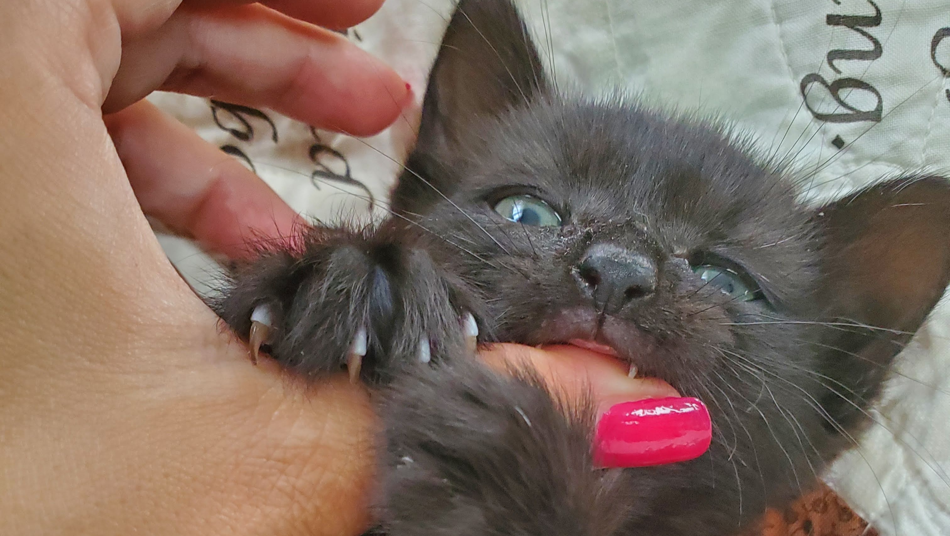 Fundraiser by Crystal Olson : Support Crystal's Paterson Purr Baby Project
