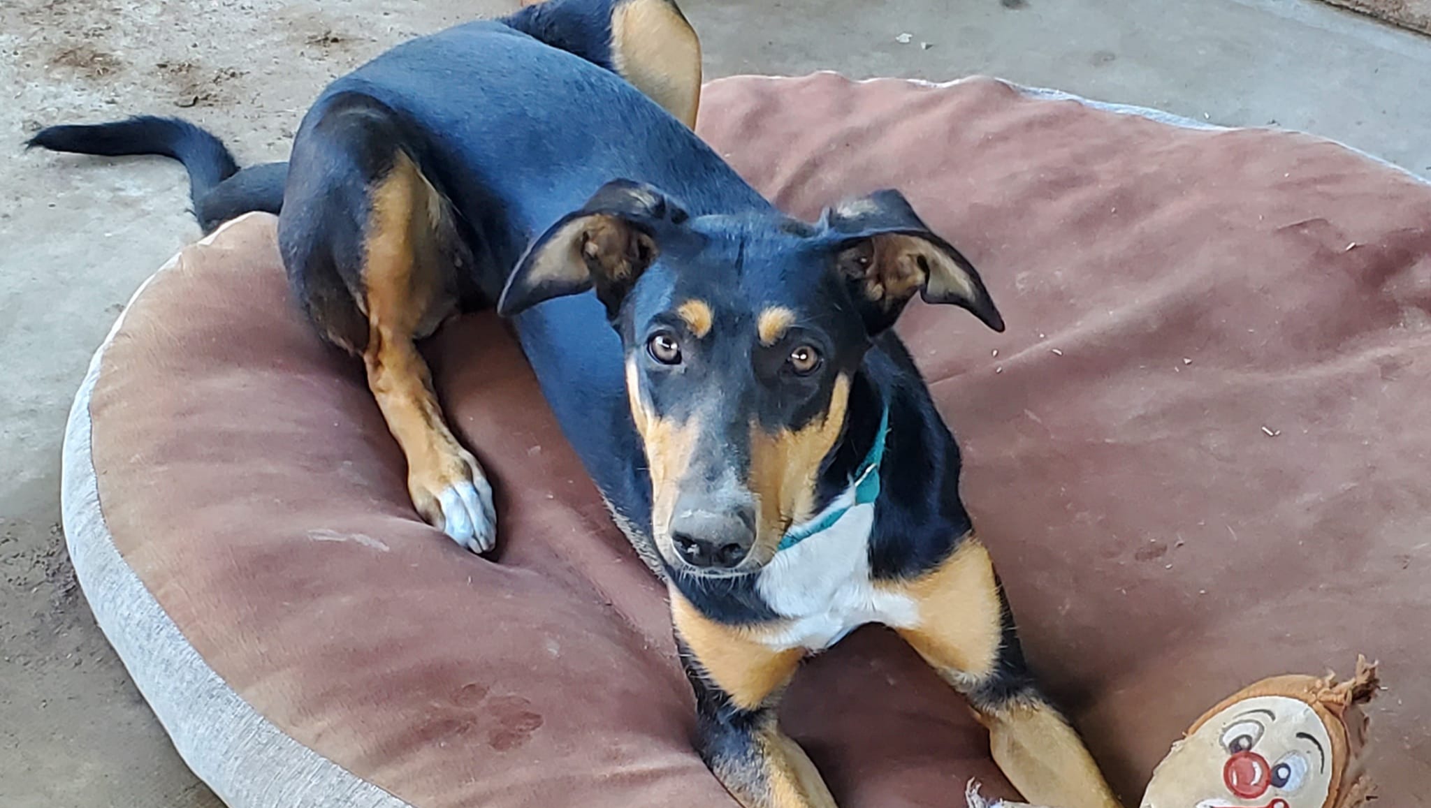 Fundraiser for Cealane Rojas by Travis Griffin : Help Winifred Become a ...