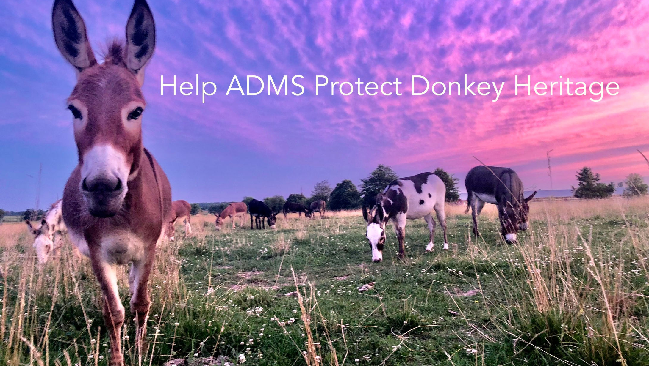 Fundraiser by Elizabeth Grillo : Help The ADMS Protect Donkey Heritage ...