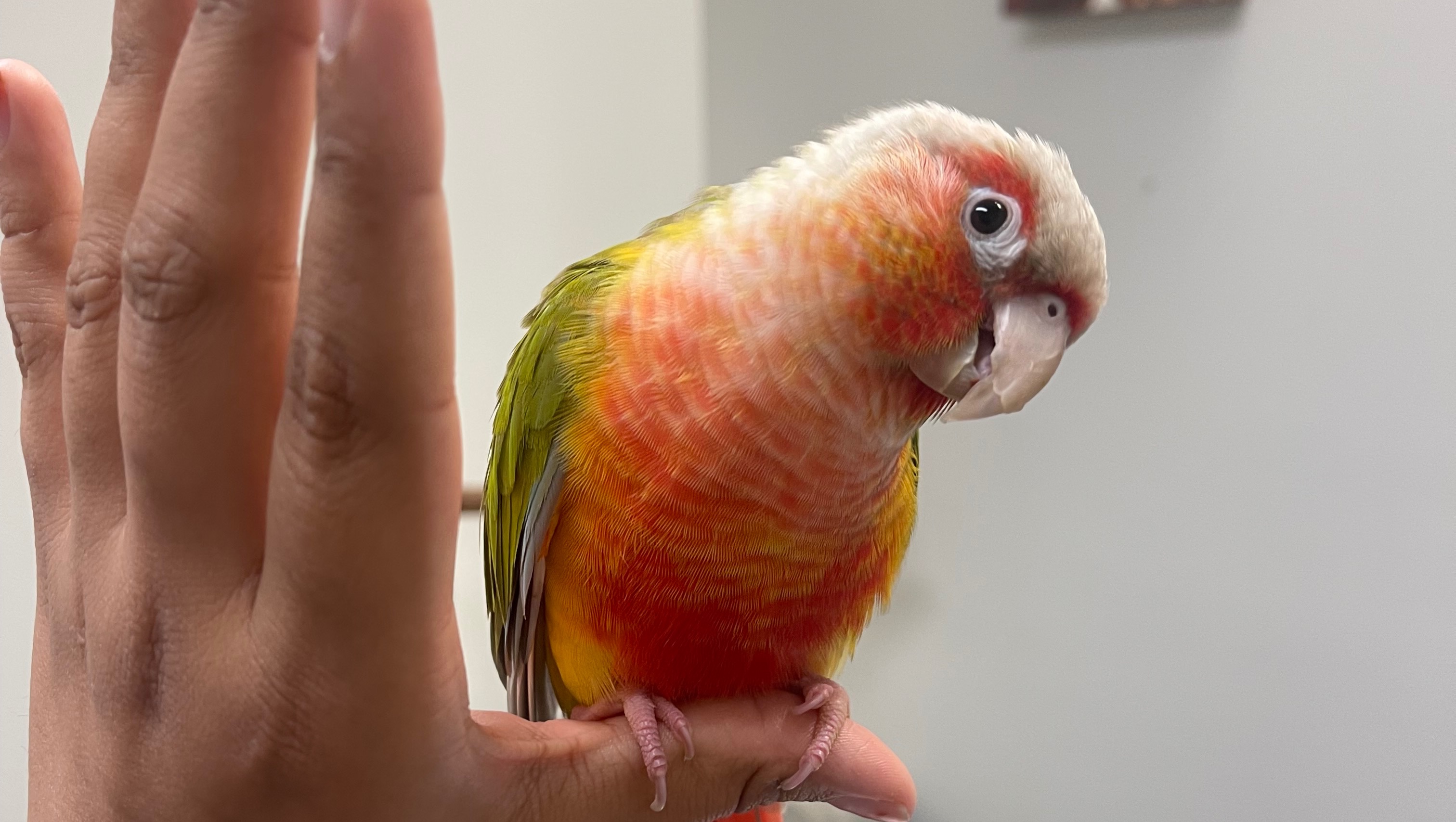 Fundraiser by Manjot Samra : Little birdy needs help