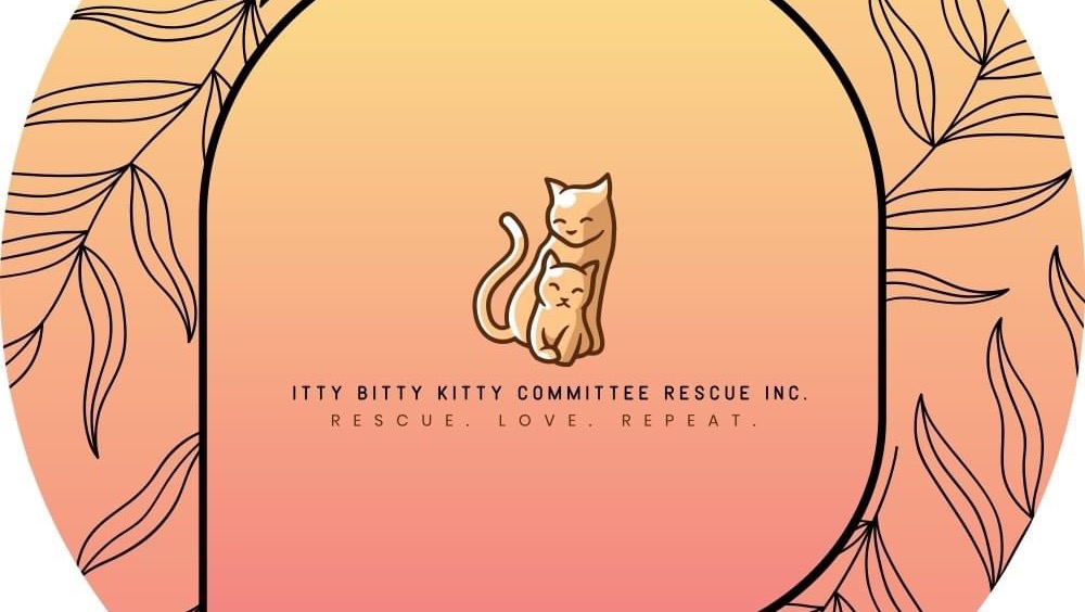 Fundraiser by Emily Masson : Donate to Save Lives with Itty Bitty Kitty