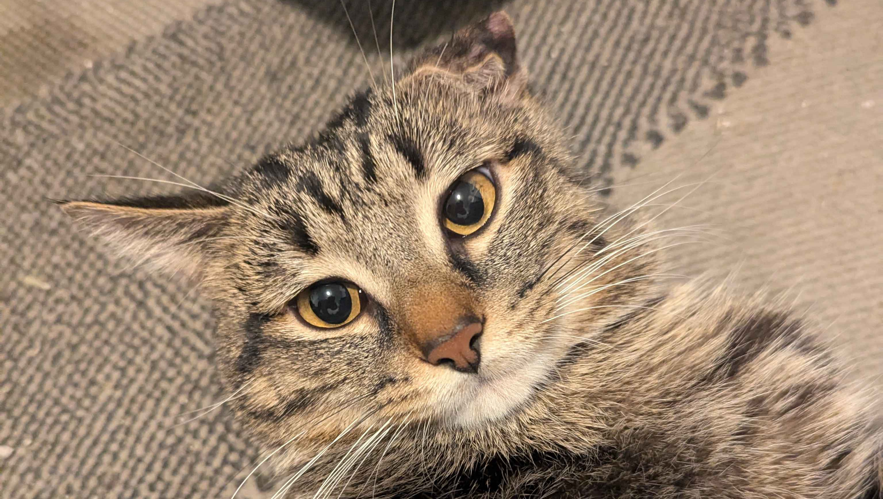 Fundraiser for Stephanie Draper by Aidan Martinez : 1 Year Old Cat ...