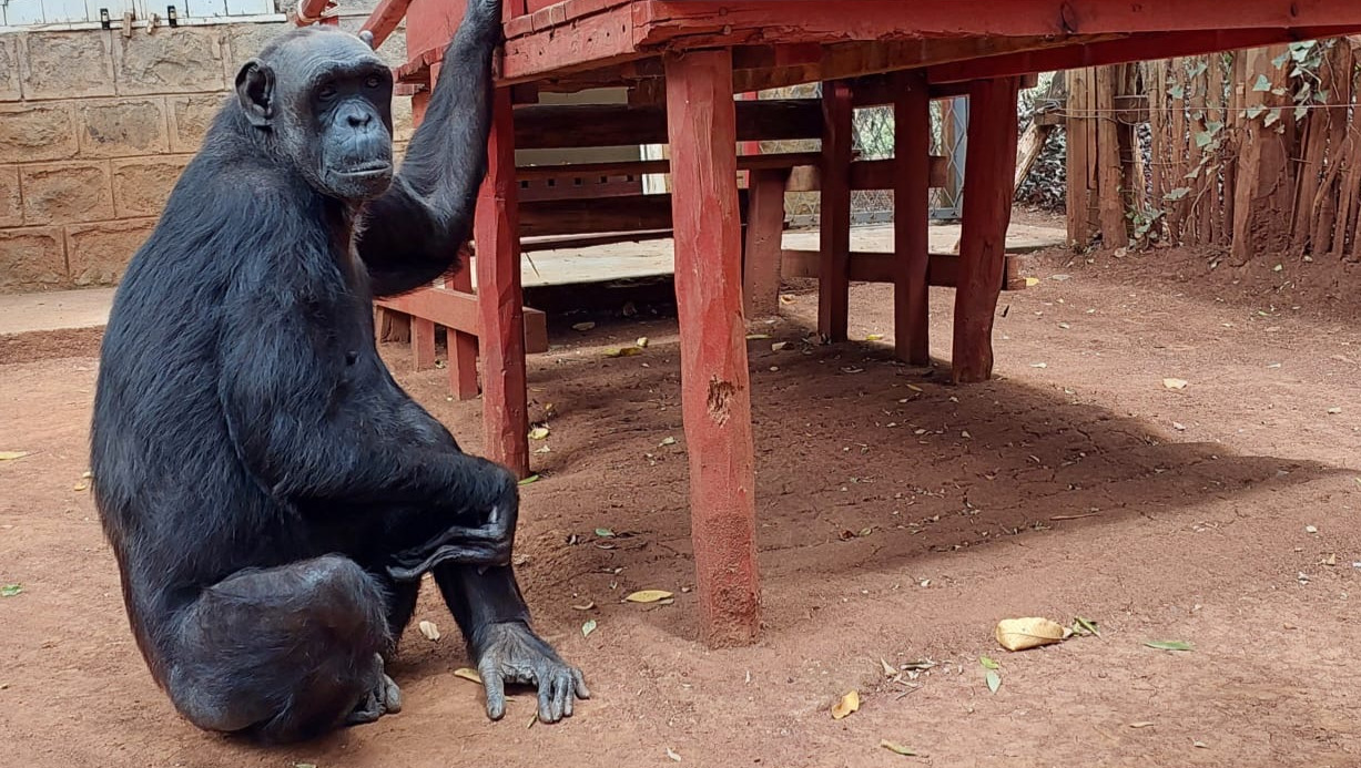 Fundraiser for Ape Rescue Trust by Monkey World : Support the ...