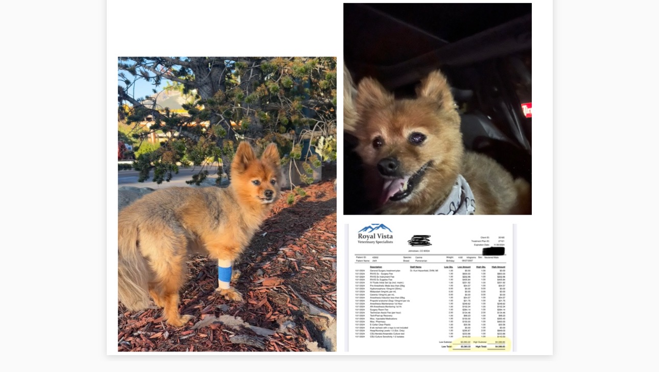 Fundraiser by Darcy Weigel : Support Jack's Urgent Surgery for Infection