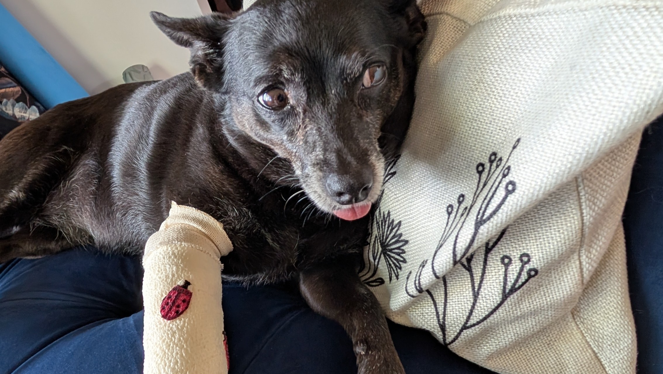 Fundraiser for Tammy Shaski by Jamie Richard Harrison : Dora needs leg ...