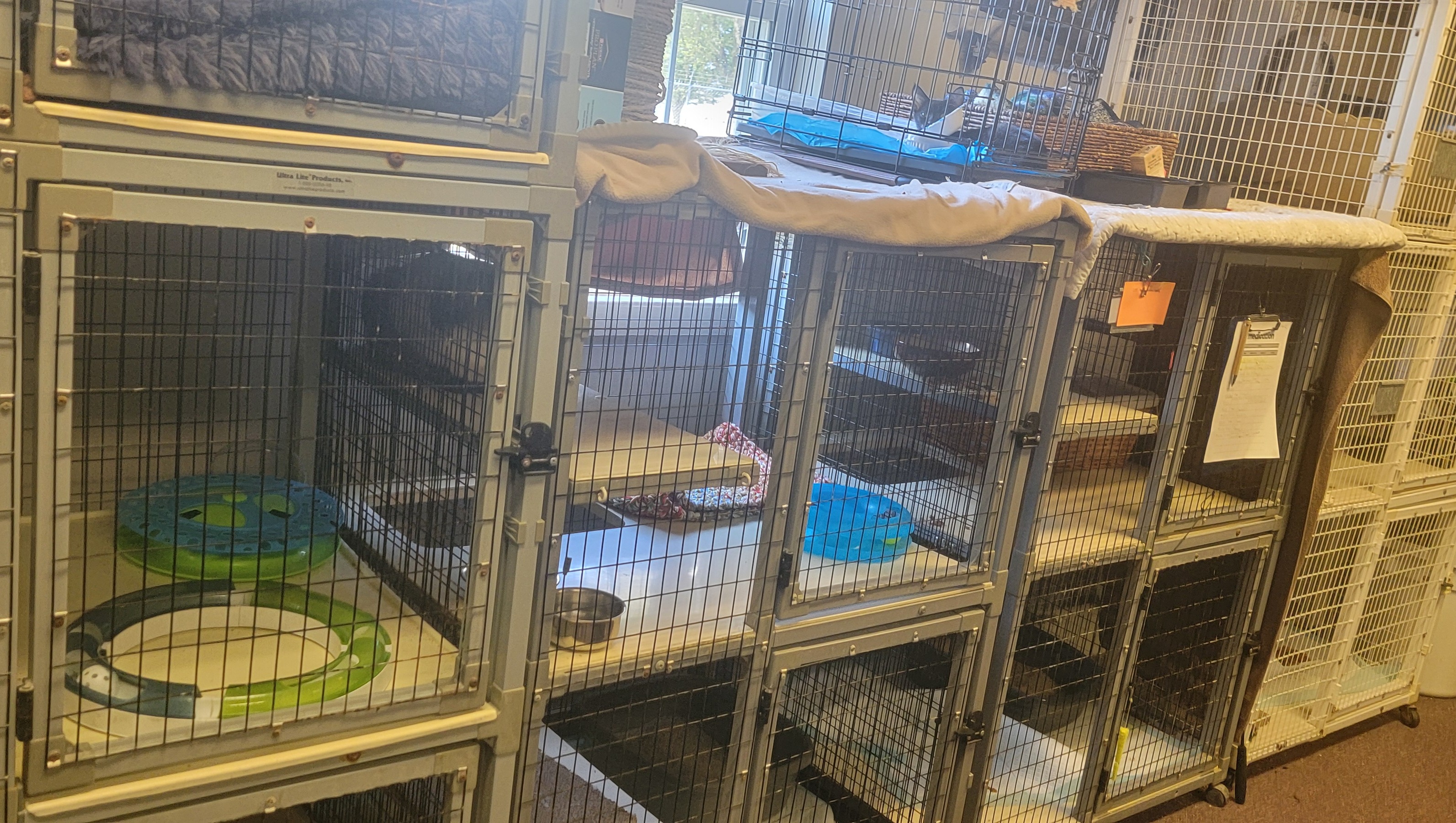 Fundraiser by Janet Maria Mckenzie : Urgent Help Needed for Fairborn TNR Cats