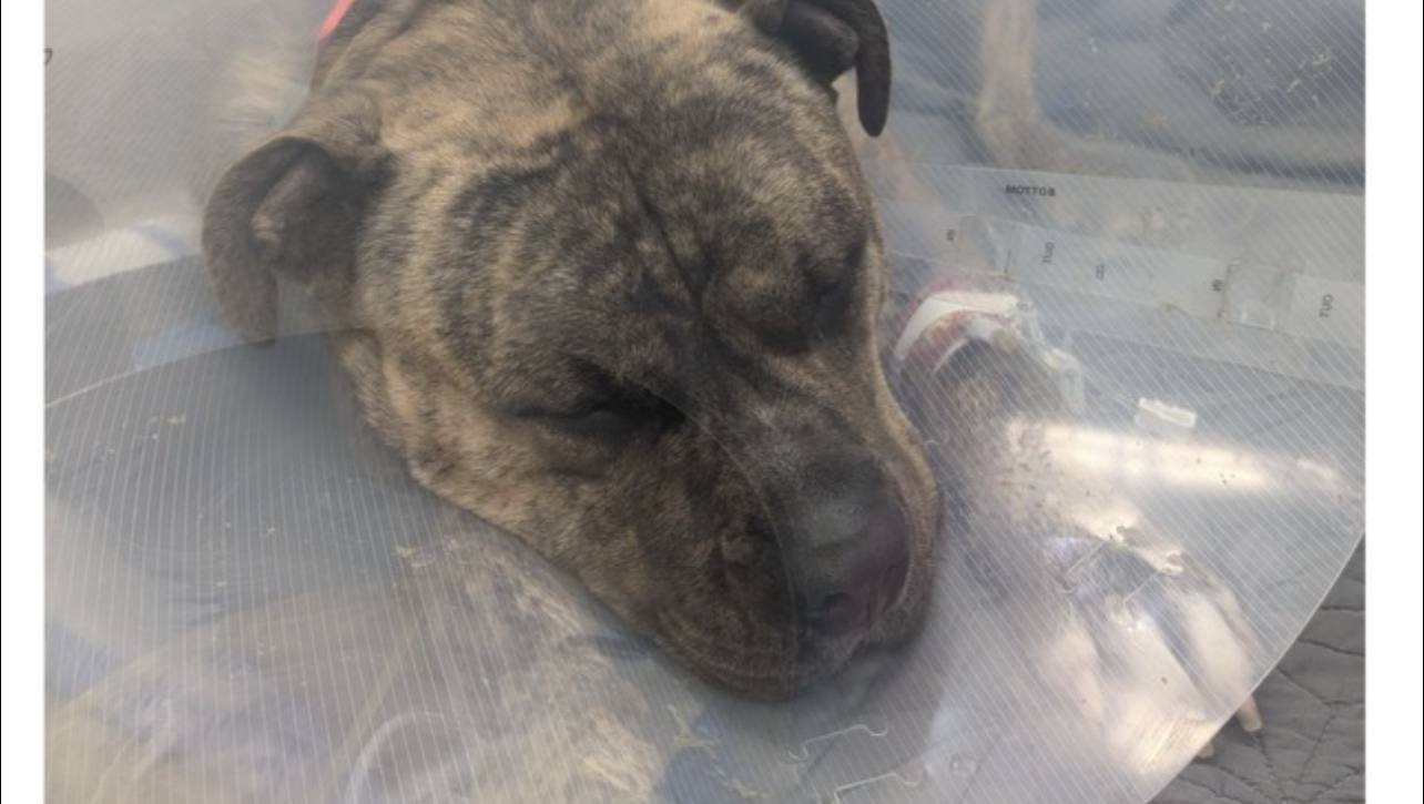 Fundraiser by Alec Skinner : Help Paco Overcome His Health Challenges