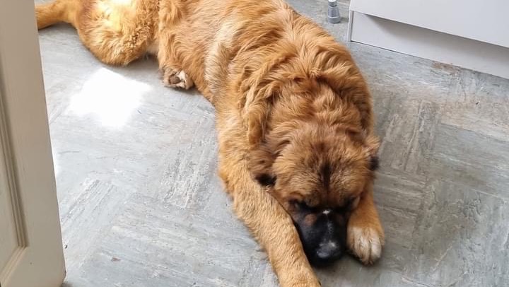 Fundraiser by Jean Pollock : Urgent surgery needed to make Bear pain free