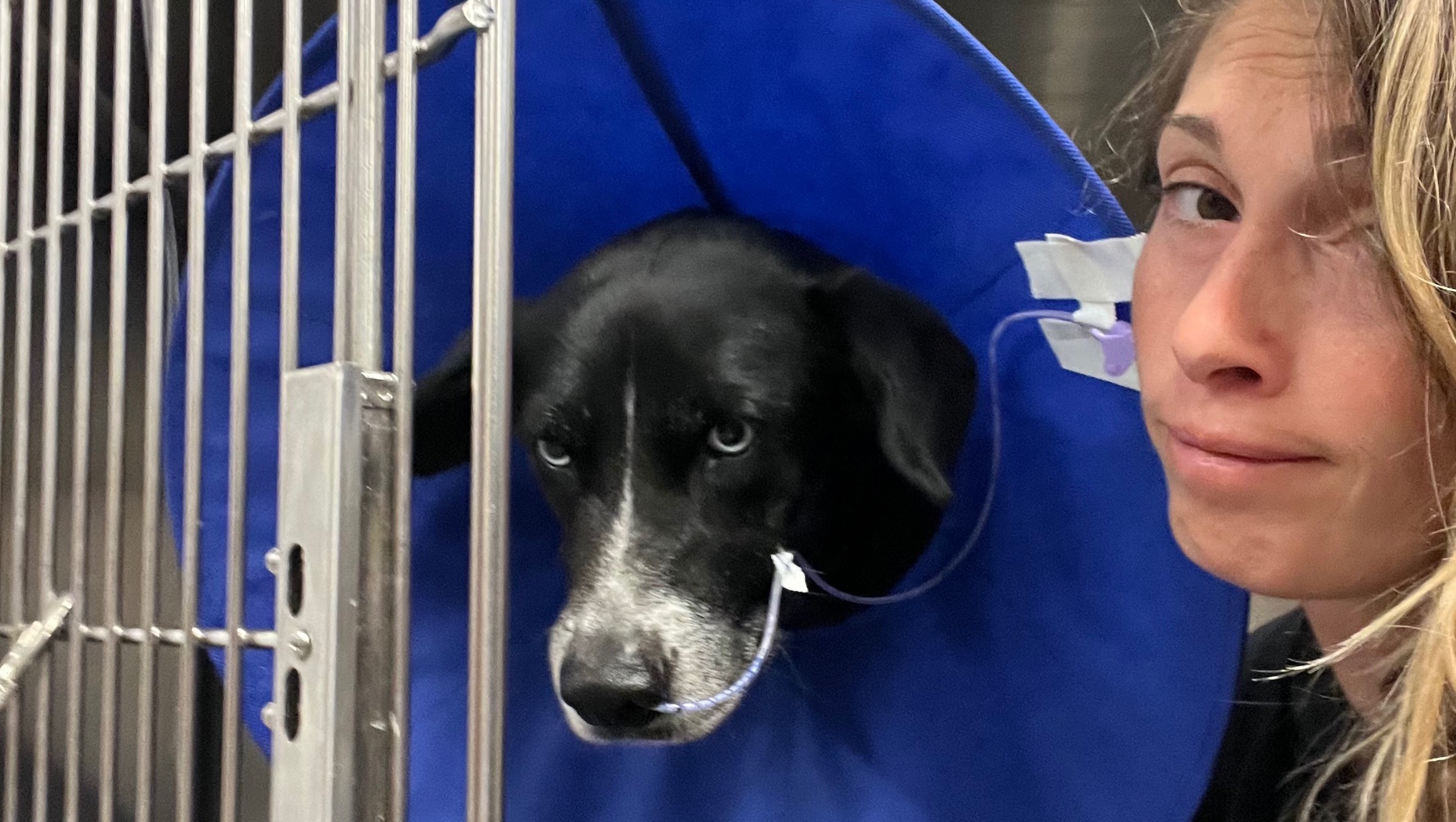 Fundraiser by Christa Russo : Help Toby Fight Liver Disease: Urgent ...