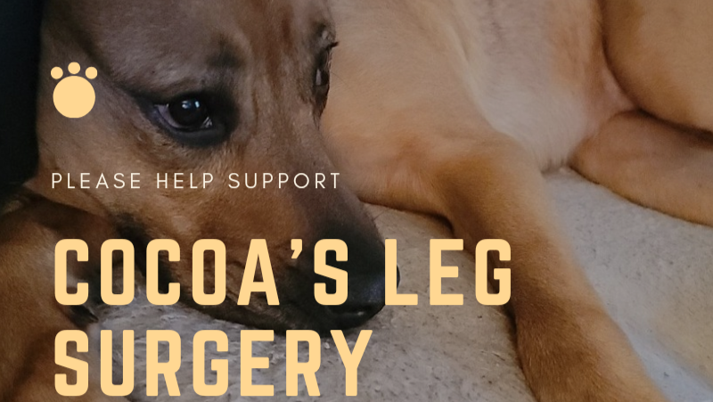Fundraiser by Michelle Cook : Help Cocoa Get Back On Her Paws!