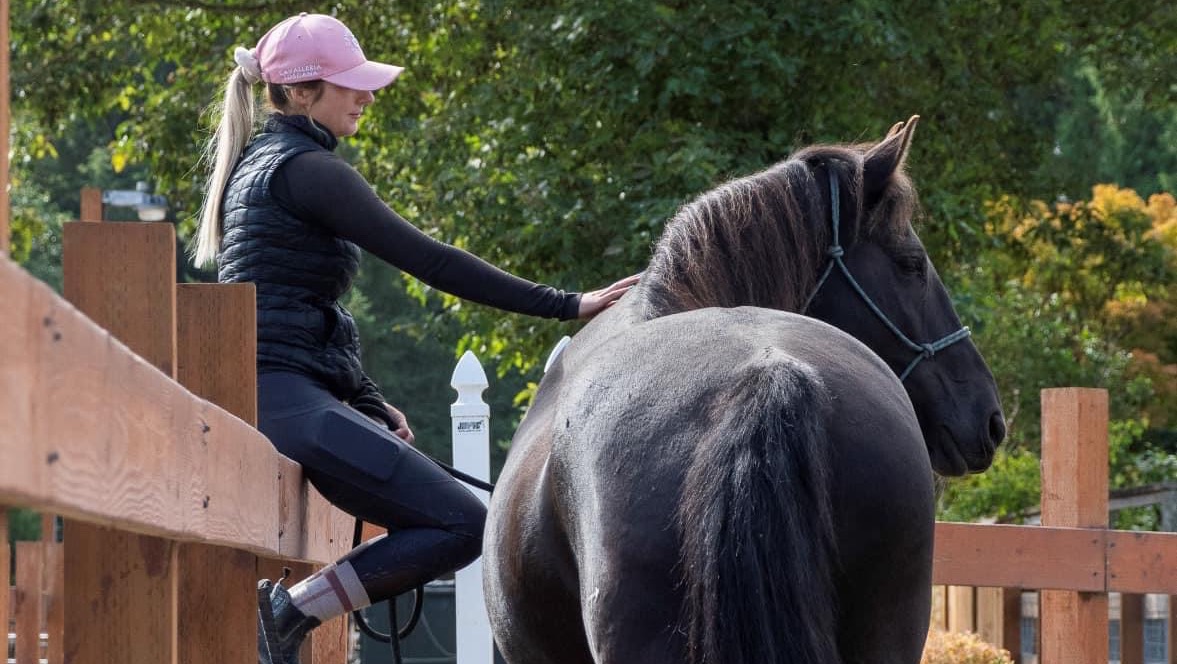 Fundraiser by Shelby Vaughan : Fox-Bell Humane Society's New Dog ...