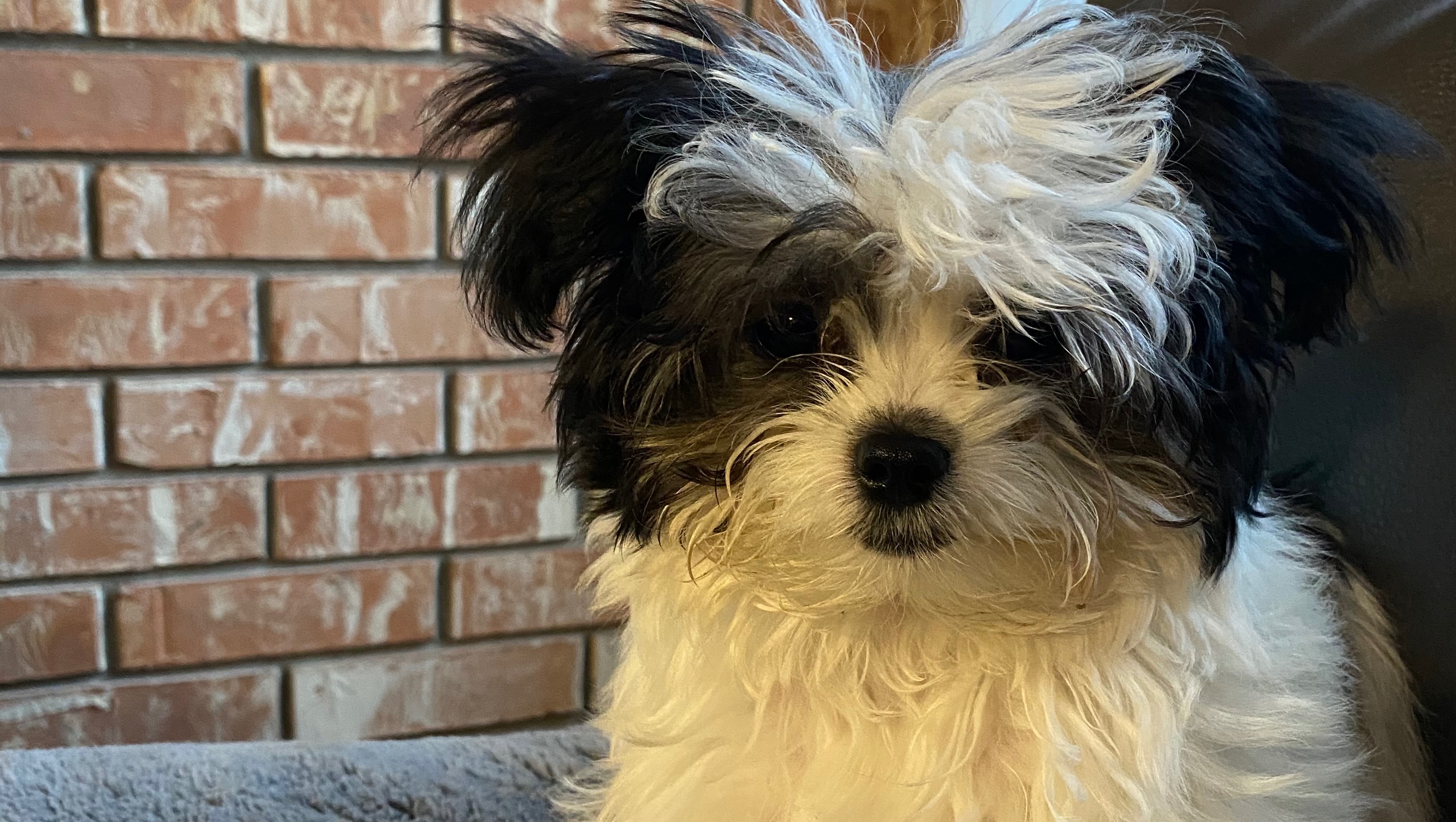 Fundraiser by Amari Brantley : Support Felipe's Urgent Medical Care