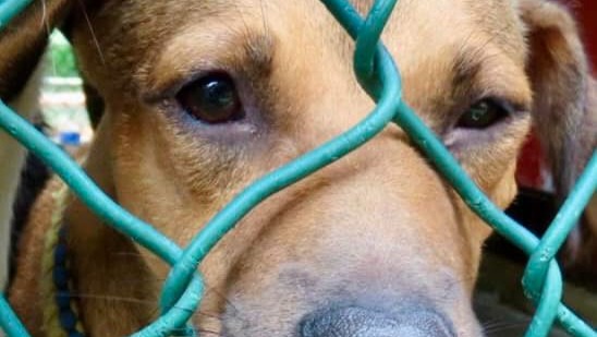 Fundraiser by Russ Roschman : The Humane Society of the BVI needs our help!