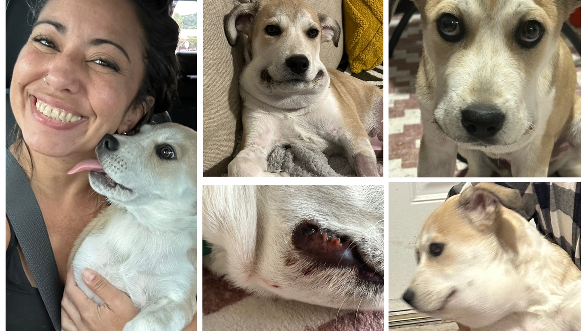 Fundraiser by Tiare Miller : Support Harley's Journey to Recovery Today