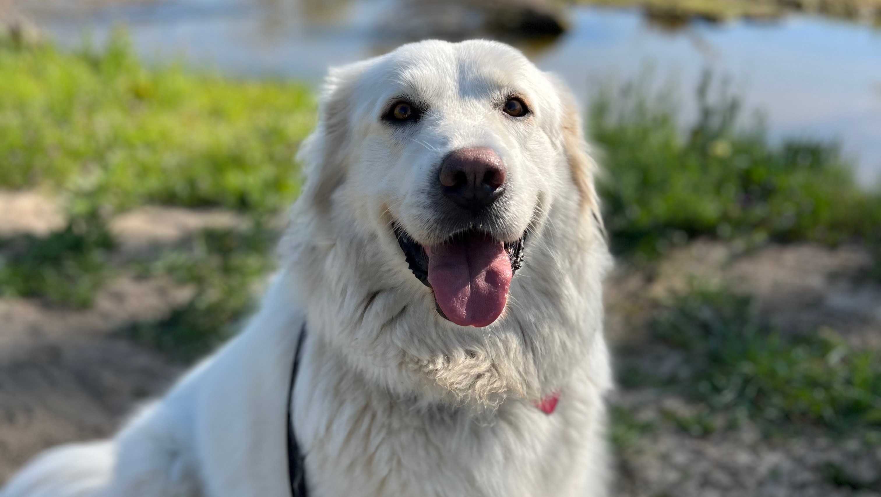 Fundraiser by Kathryn Benton : Help Kathryn Benton Bring Daisy Home Safely