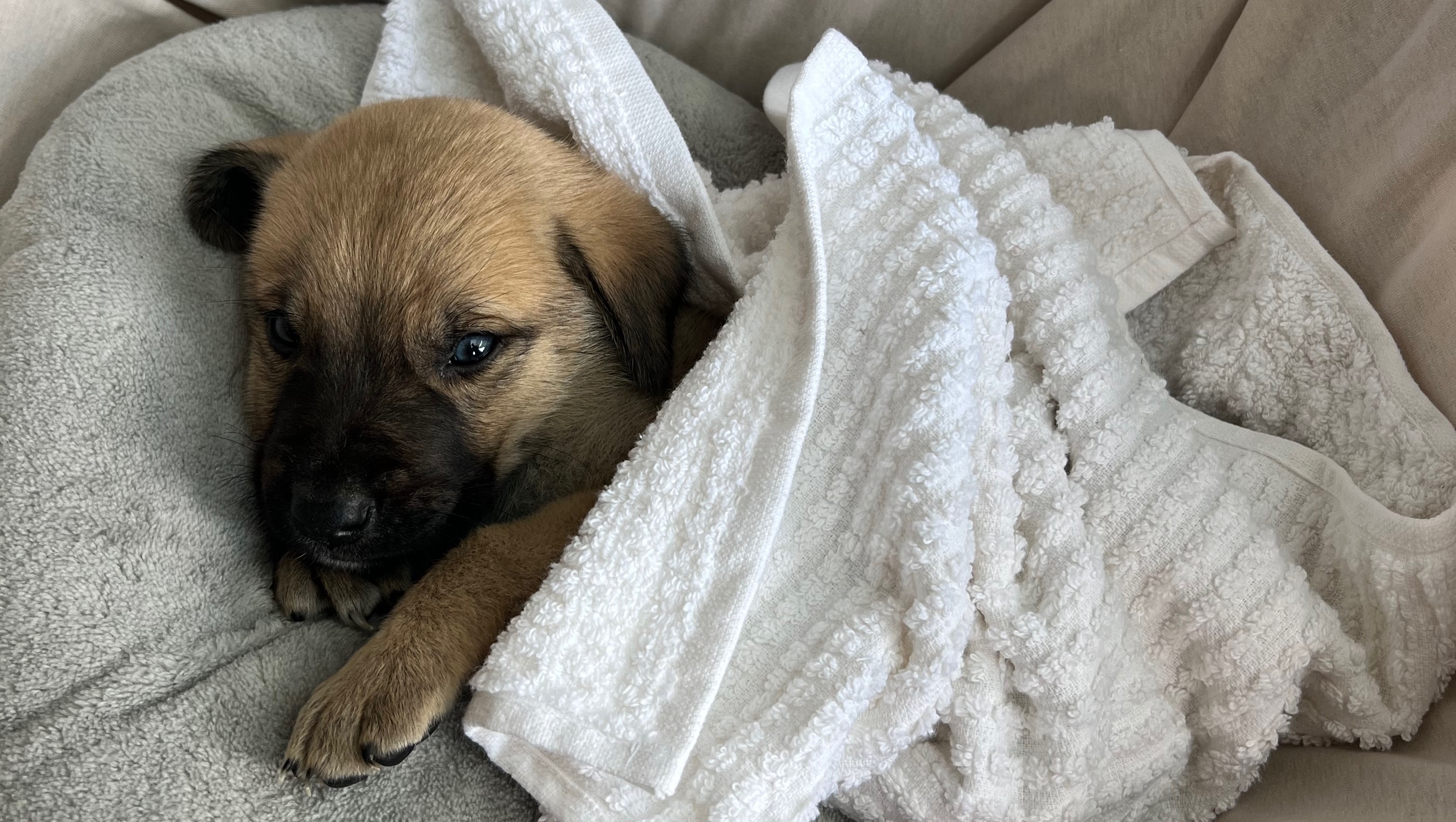 Fundraiser by Emily Bunn : Please donate to get Lucky a safe home in the UK