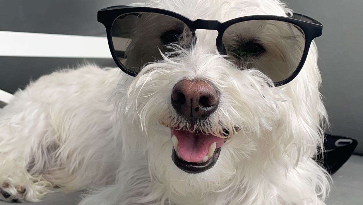 Fundraiser by Teresa Petru : Help Coco Fight Cancer and Enjoy Life Longer