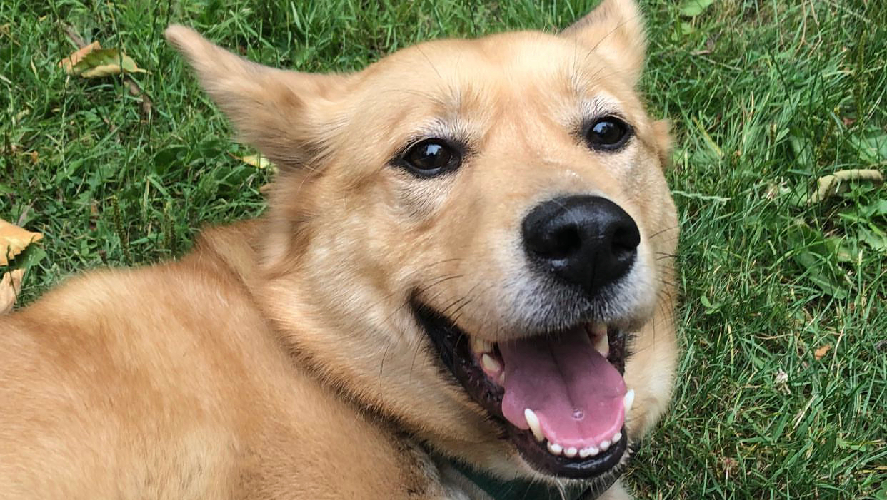 Fundraiser for Thy Nguyen by Angelina Dang : Help Bea Heal After Tragic ...