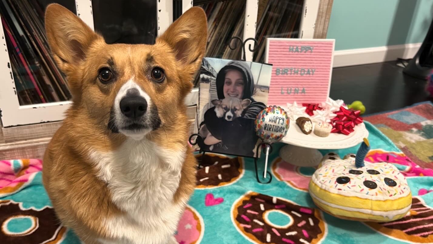 Fundraiser by Christina Vollmer : Urgent Support Needed for Luna's Health