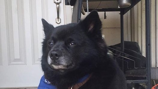 Fundraiser by Emily Karnes : Support After the Loss of Their Beloved ...