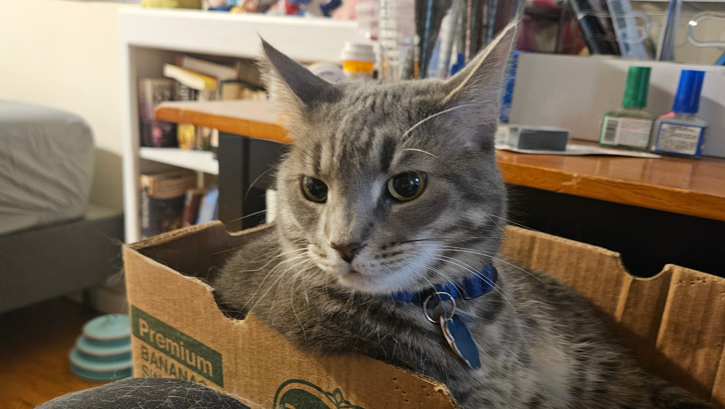 Fundraiser by Alexander Hiller : Help Alex Hiller Care for Roo's ...