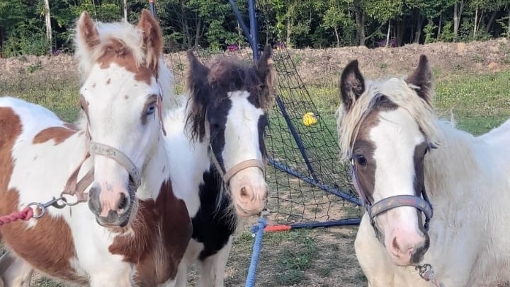 Fundraiser by Nikki Birch : Help us give these foals a shelter for the ...