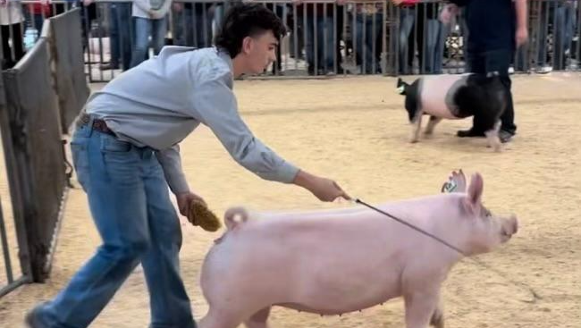 Fundraiser by Philip Cutler : Support Braden's FFA Pig Project!