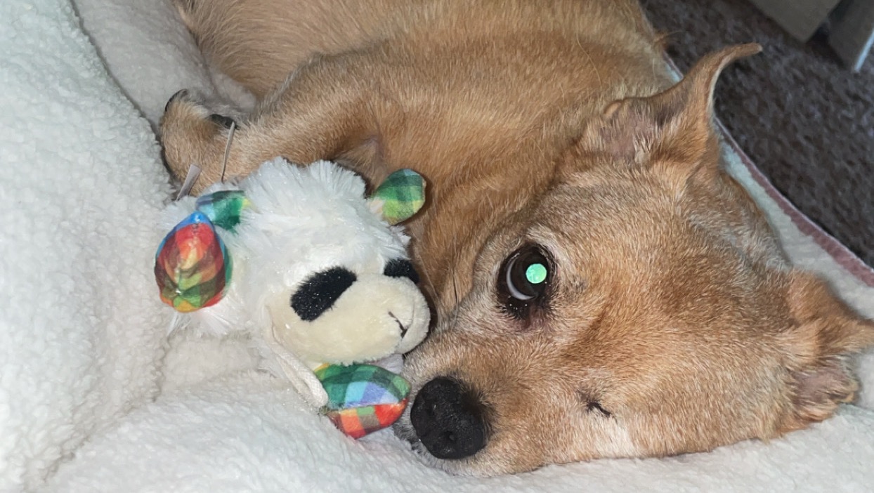 Fundraiser by Caitlyn Doxzon : Support Rico's Heart Treatment Journey