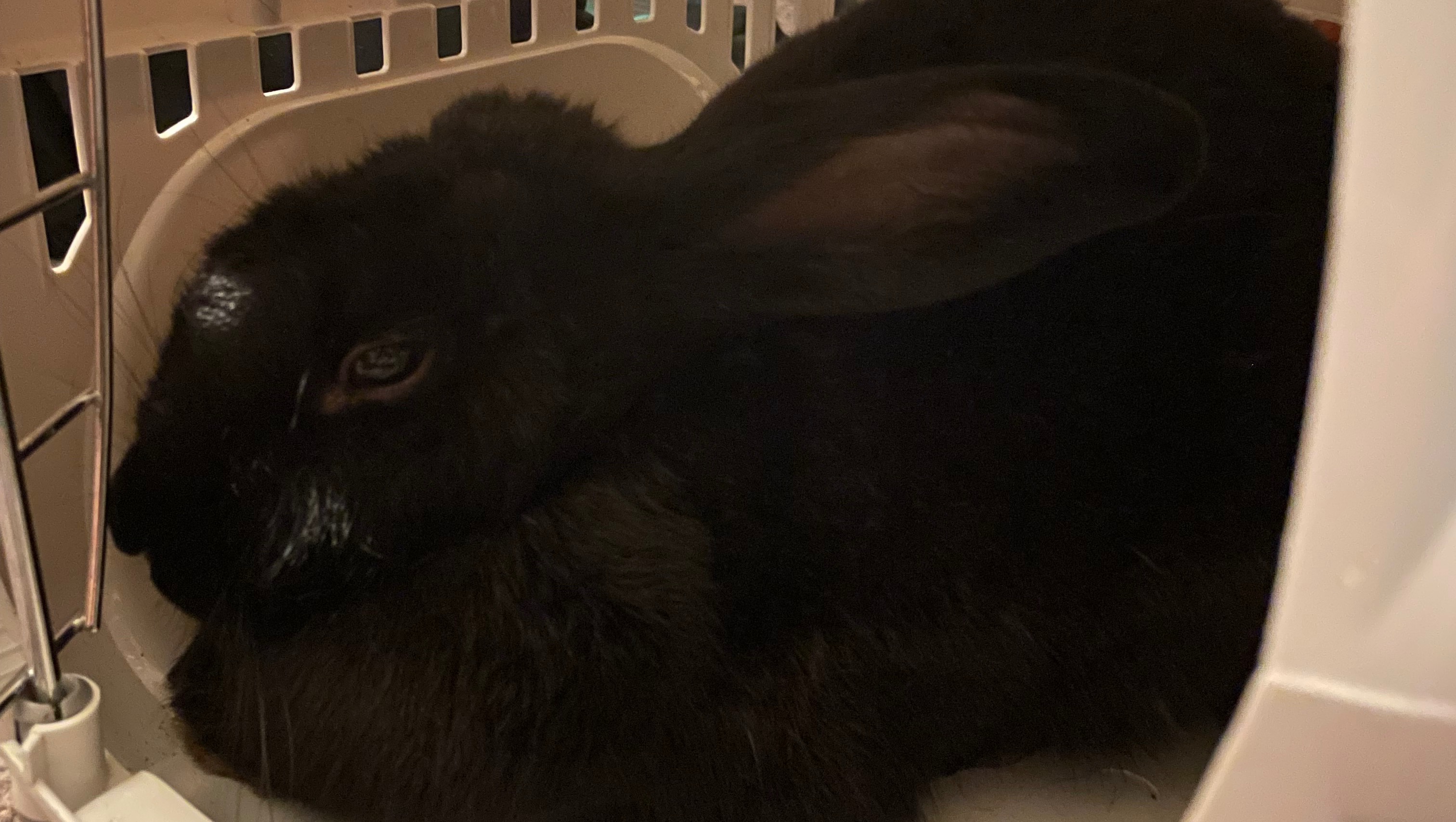 Fundraiser by Fia Goudes : Help Spook the Rabbit Get Spayed