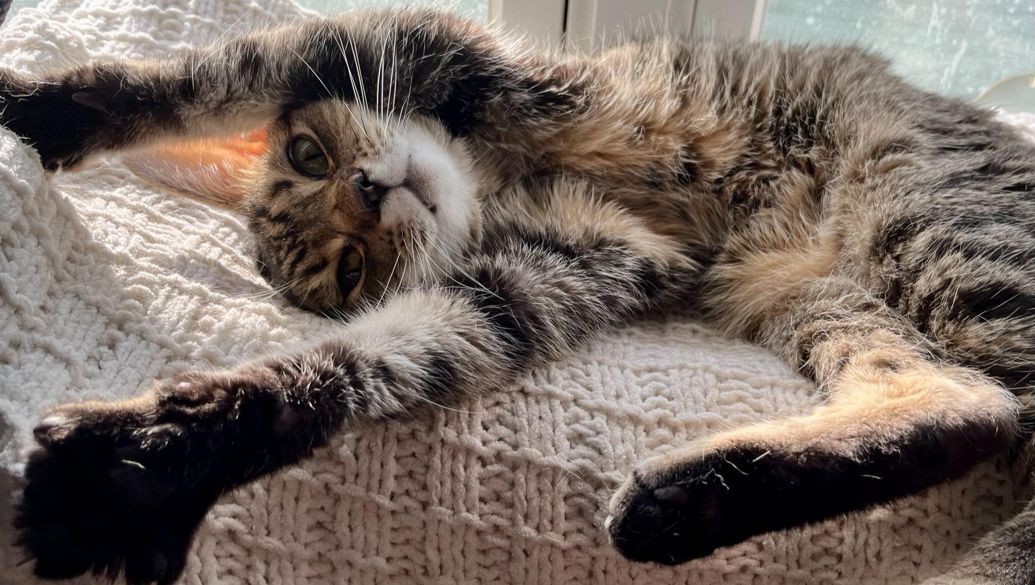 Fundraiser by MATHEW HALLIHAN : Honoring Peter’s Life: Support Medical ...