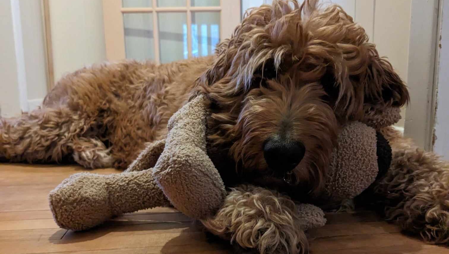 Fundraiser by Stephanie Gauvin : Help Lucy beat Lymphoma!