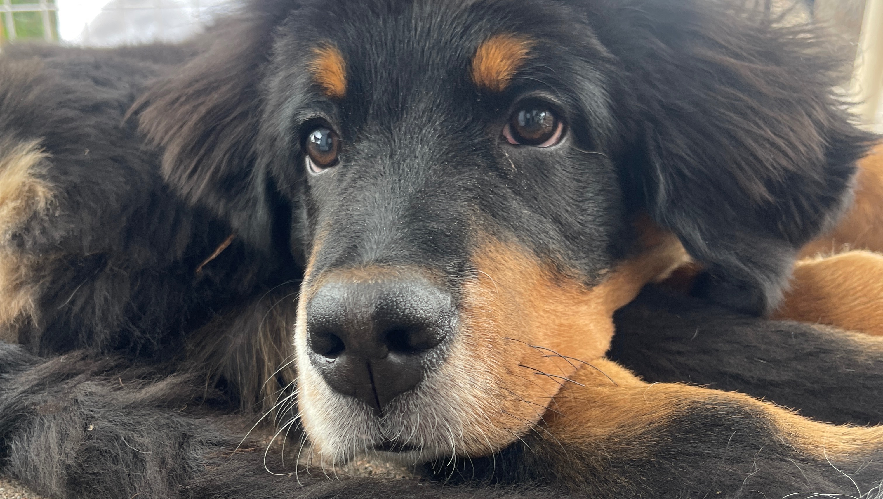 Fundraiser by Emily Mesa : Help Porter Get the Surgery He Needs to Live ...