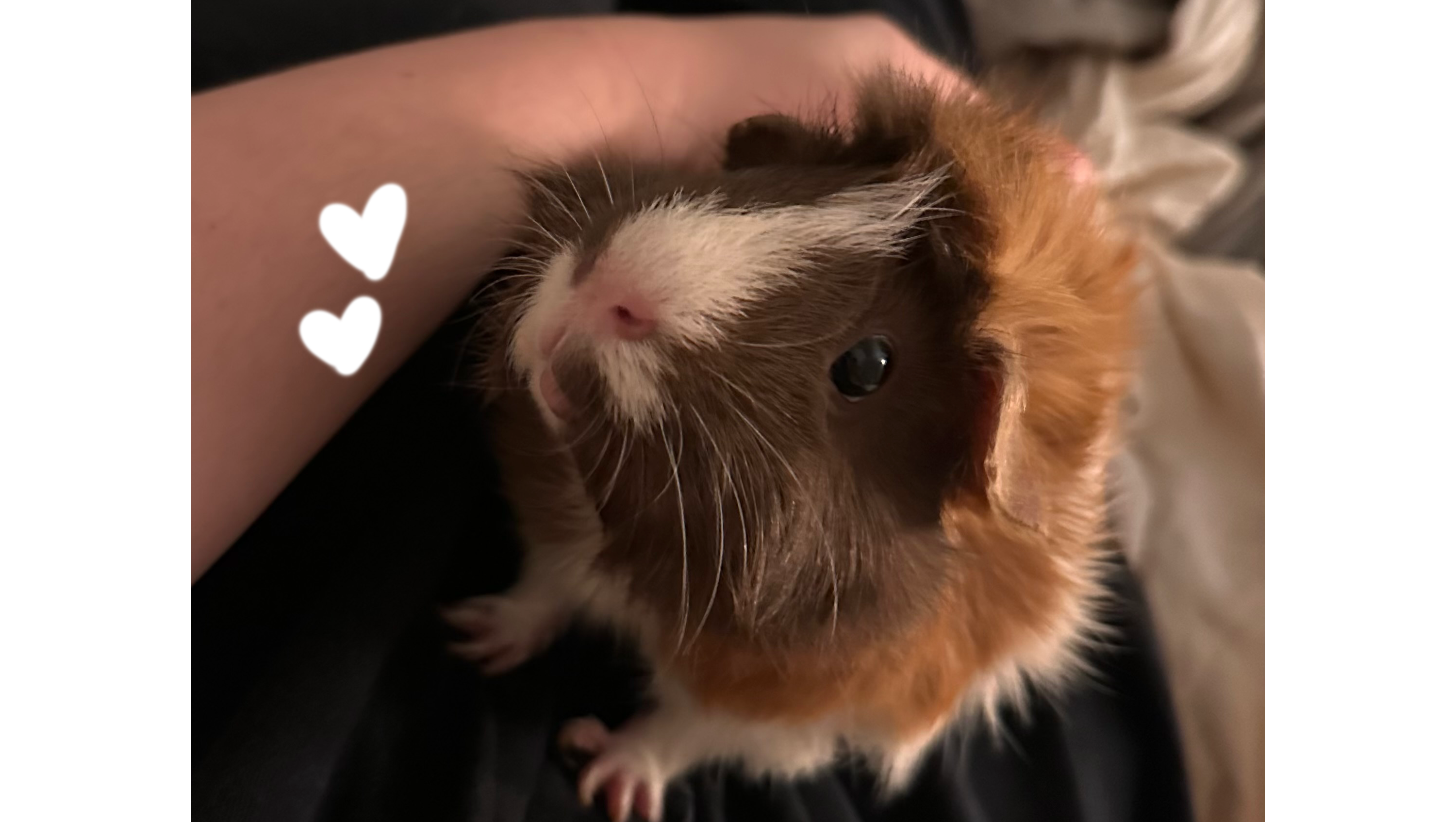 Fundraiser by Kit Nicholson : Help Syrup Get Her Life-Saving Surgery