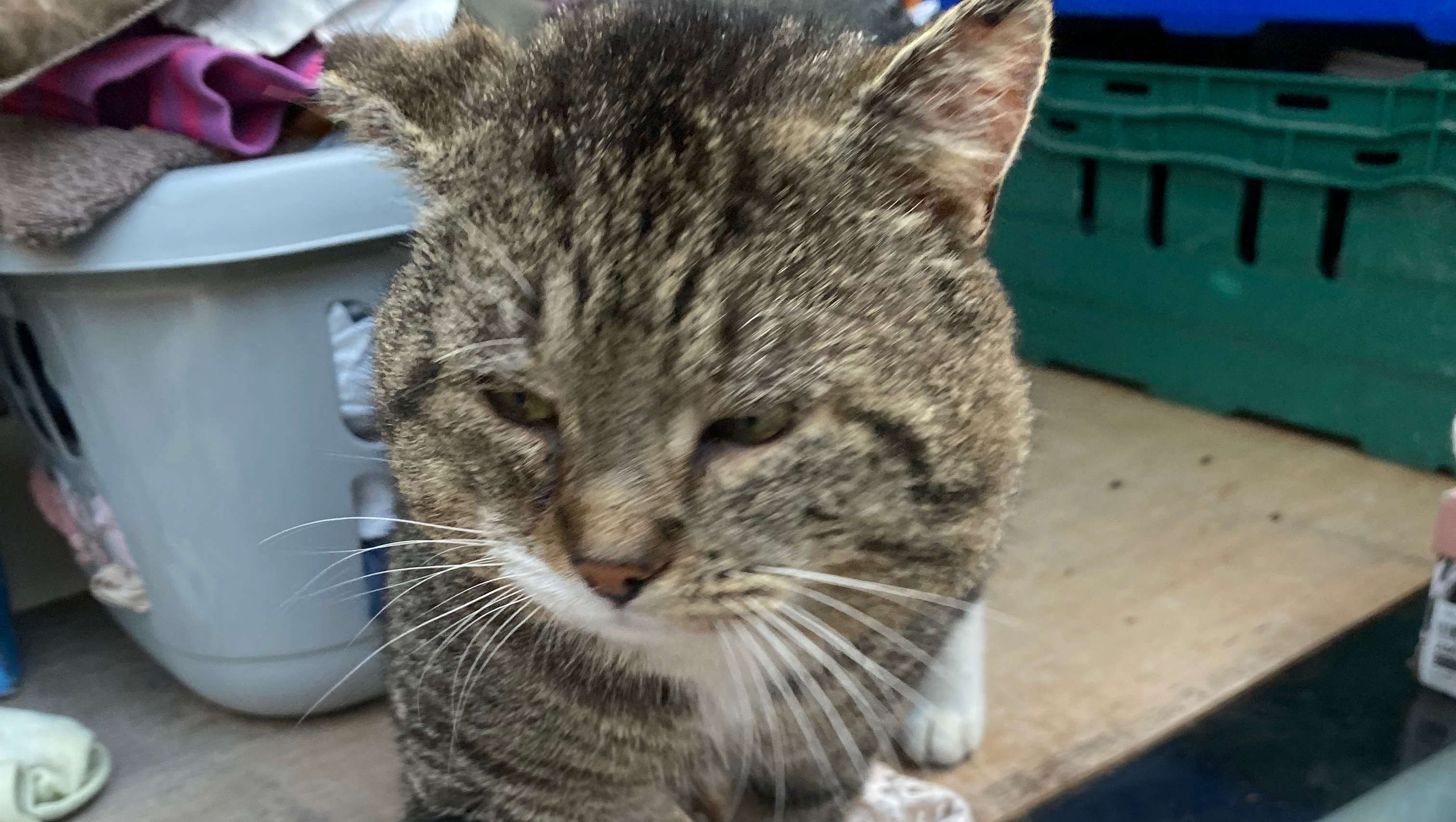 Fundraiser by Sheila Bain : Help Bagpuss back to full health