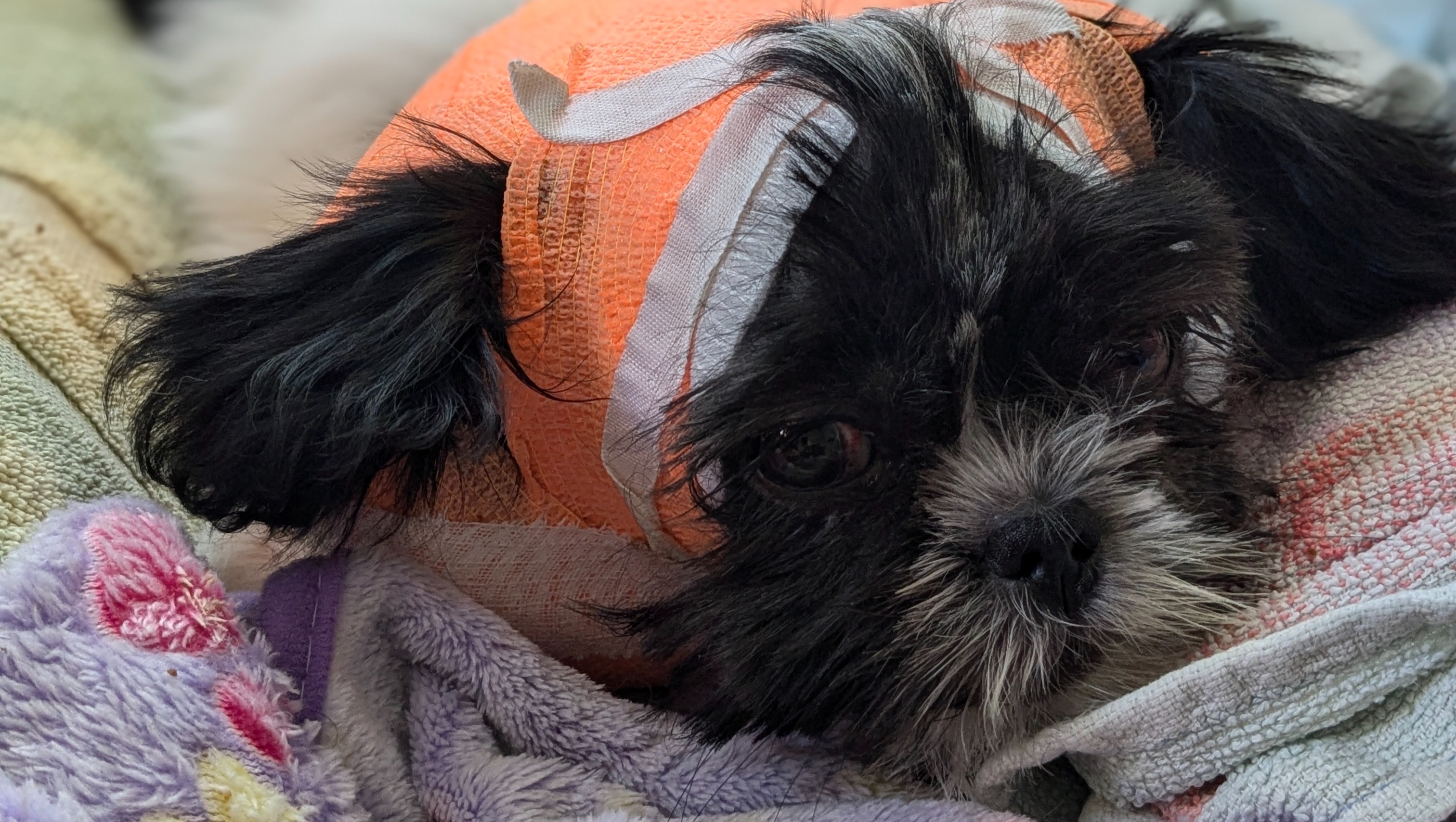 Fundraiser by Kyla Nadeau : Pandas Neck Fracture Treatment and Recovery