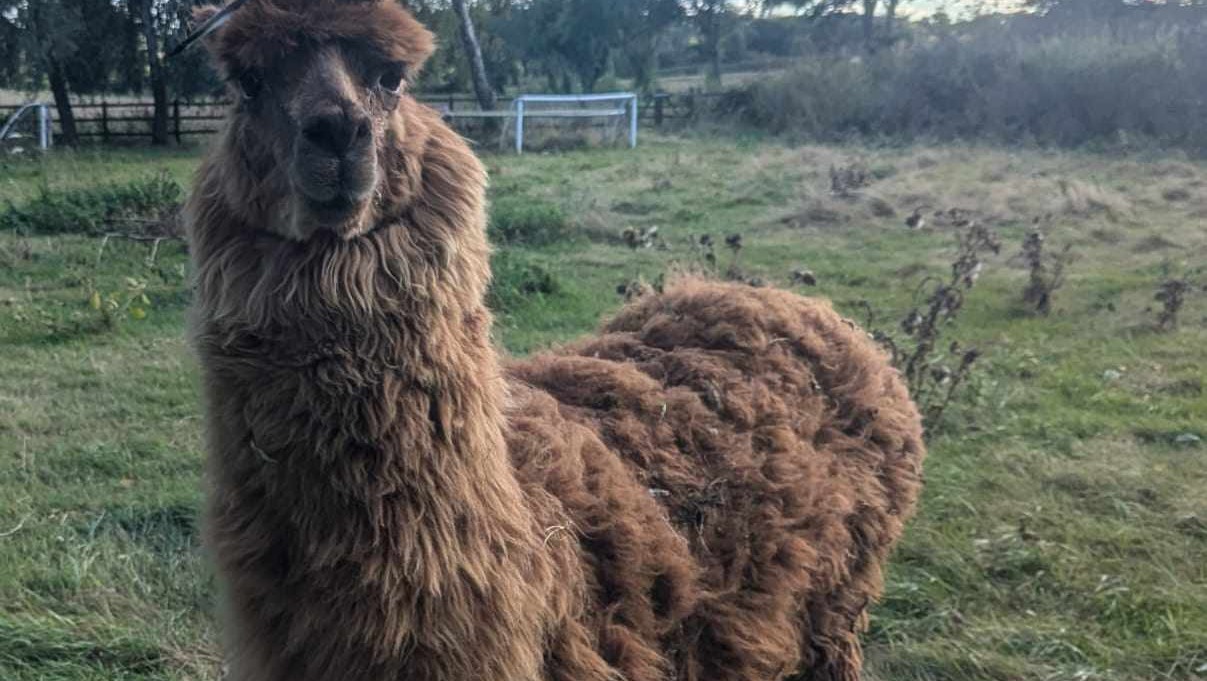 Fundraiser by Stubbs Farm Alpacas : Help Save A Lonely Senior Alpaca ...