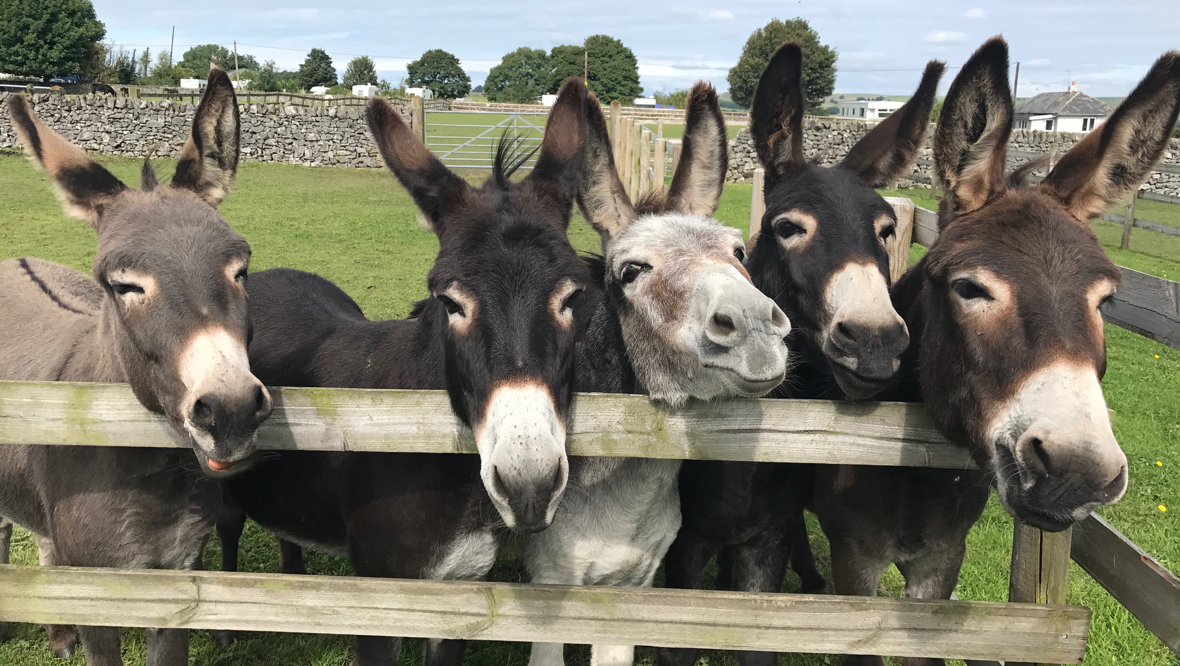 Fundraiser by Hannah Standing : Help Create A Safe Haven For Donkeys In ...