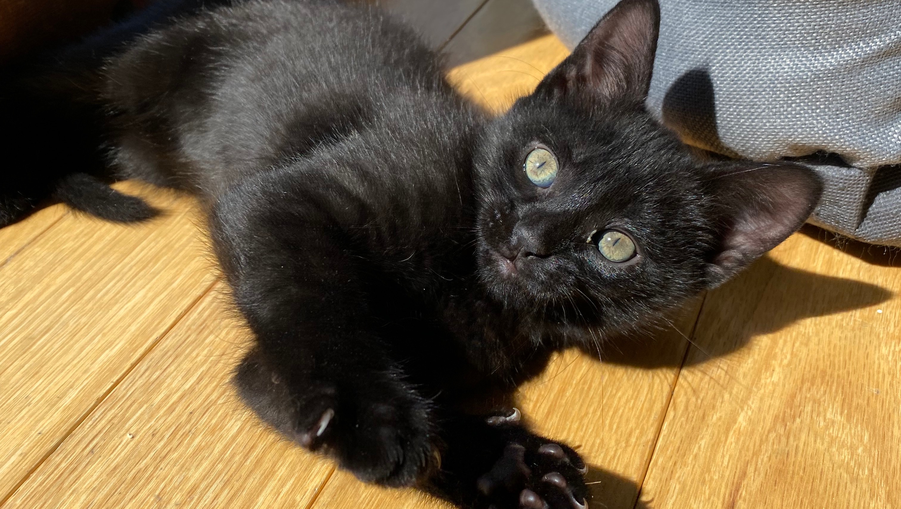 Fundraiser by Olivia Pogozelski : Help Jet the Kitten Overcome His ...