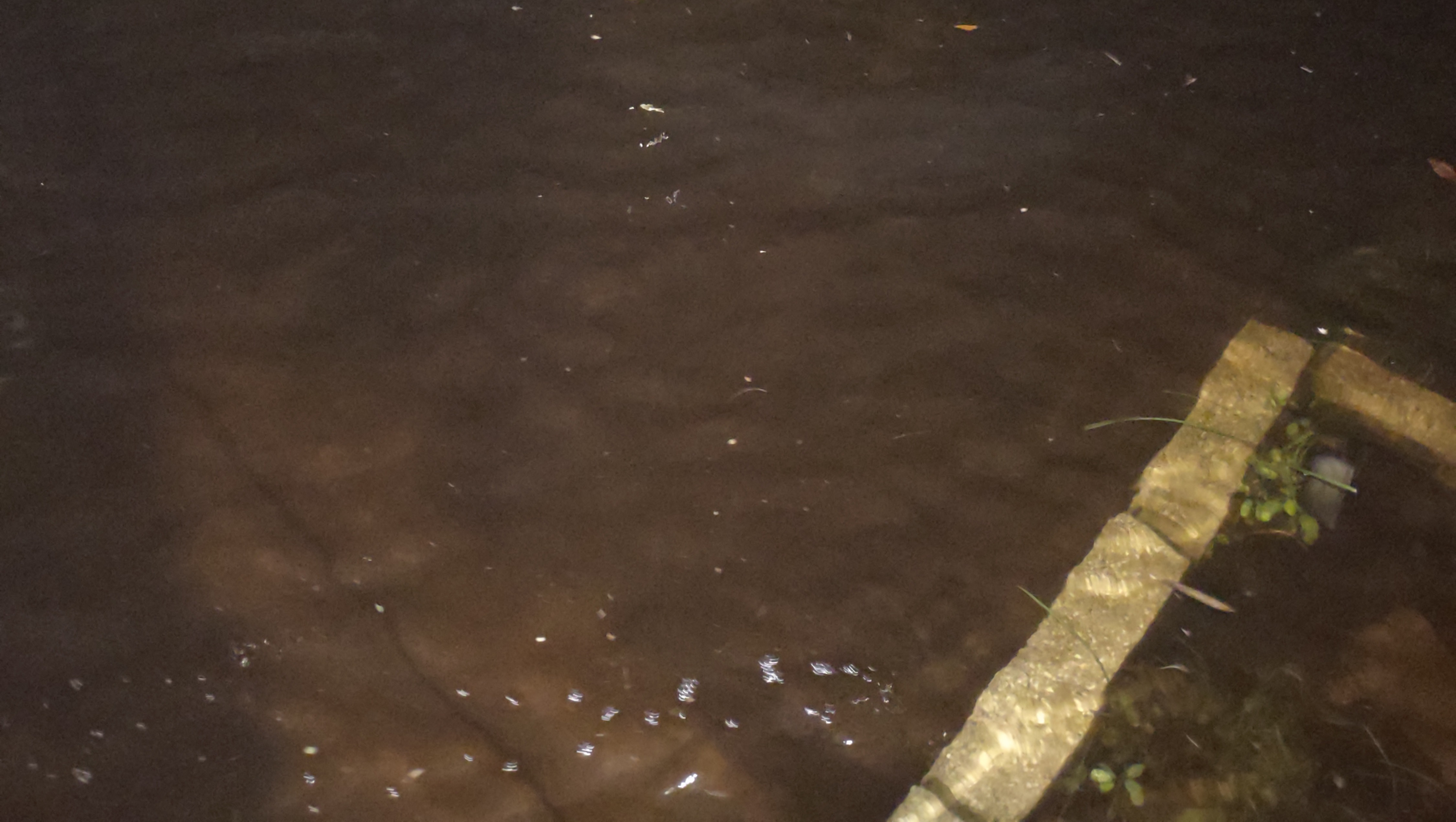 Fundraiser by Devin Tyler Hughes : Support Devin and Leslie After Hurricane Helene