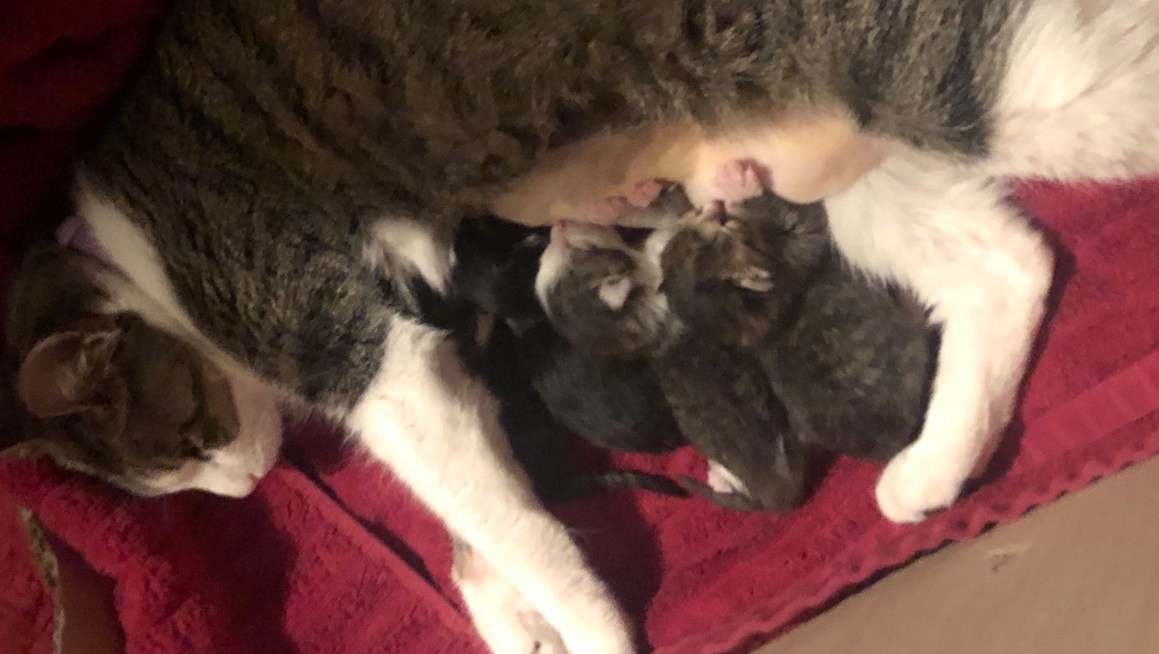 Fundraiser by Jacob Cote : Help Flip Flop and Her Kittens After ...
