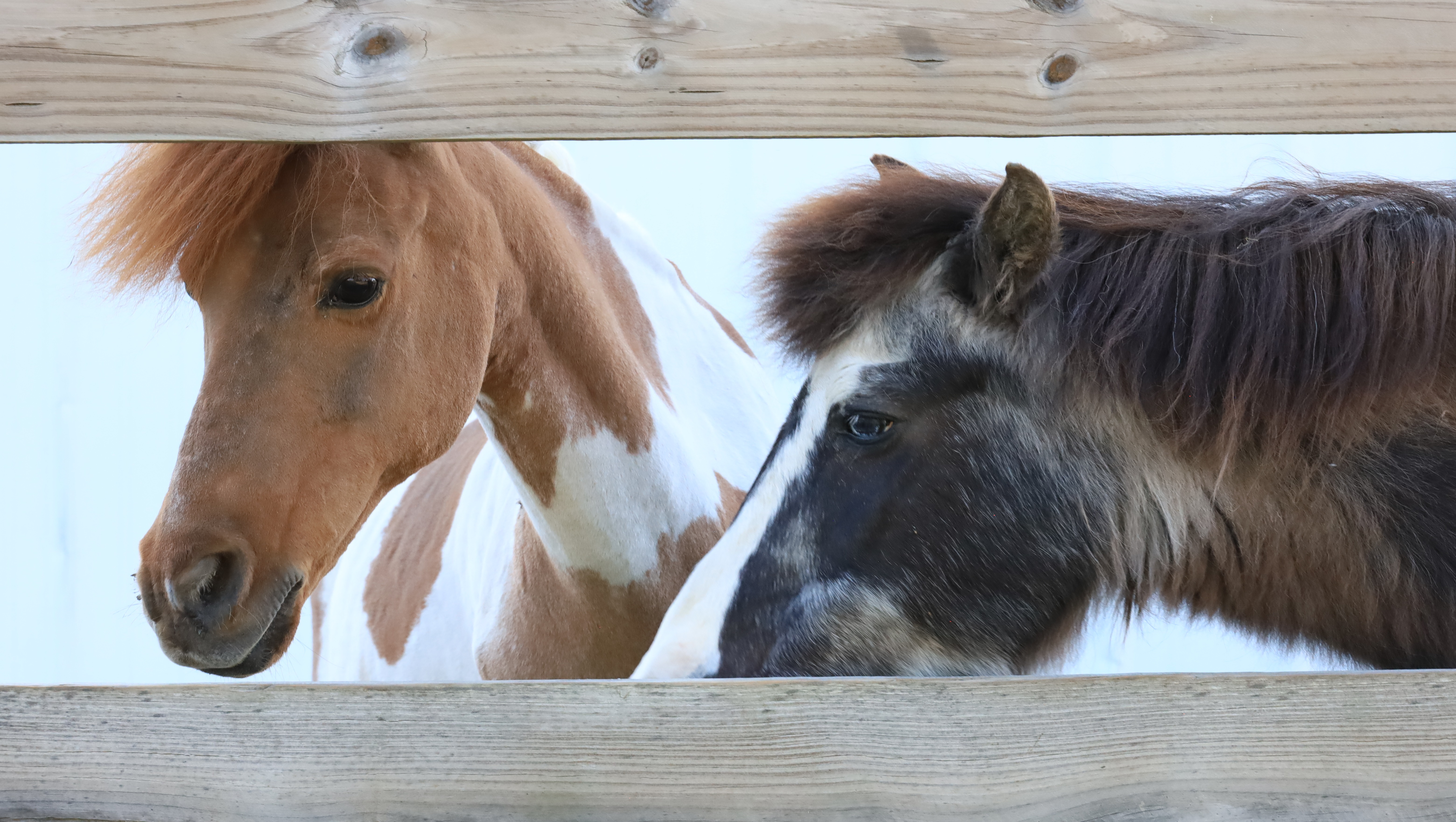 Fundraiser by Equine Guardians : Support Displaced Palatine Stables ...