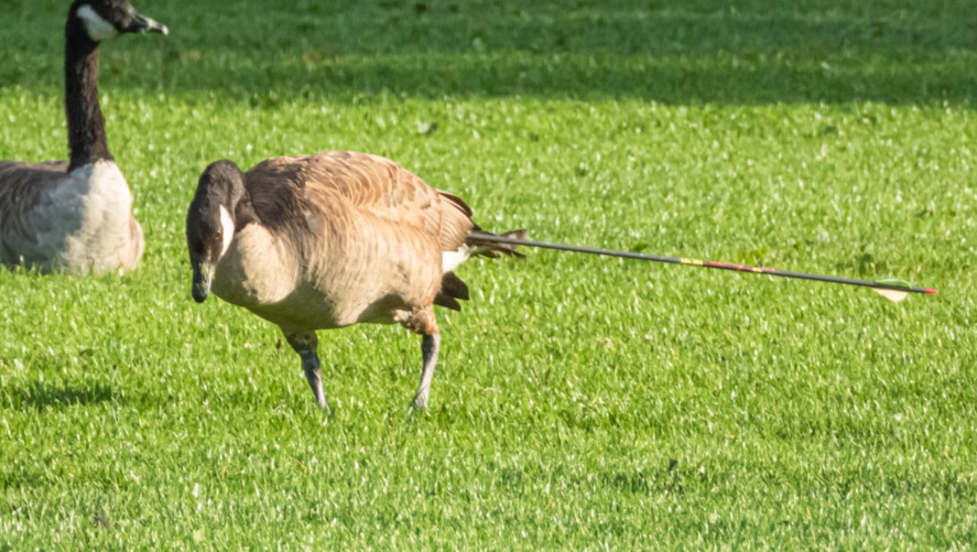 Fundraiser by Tim Cyr : Thanks for supporting " Wilson " the Canada Goose