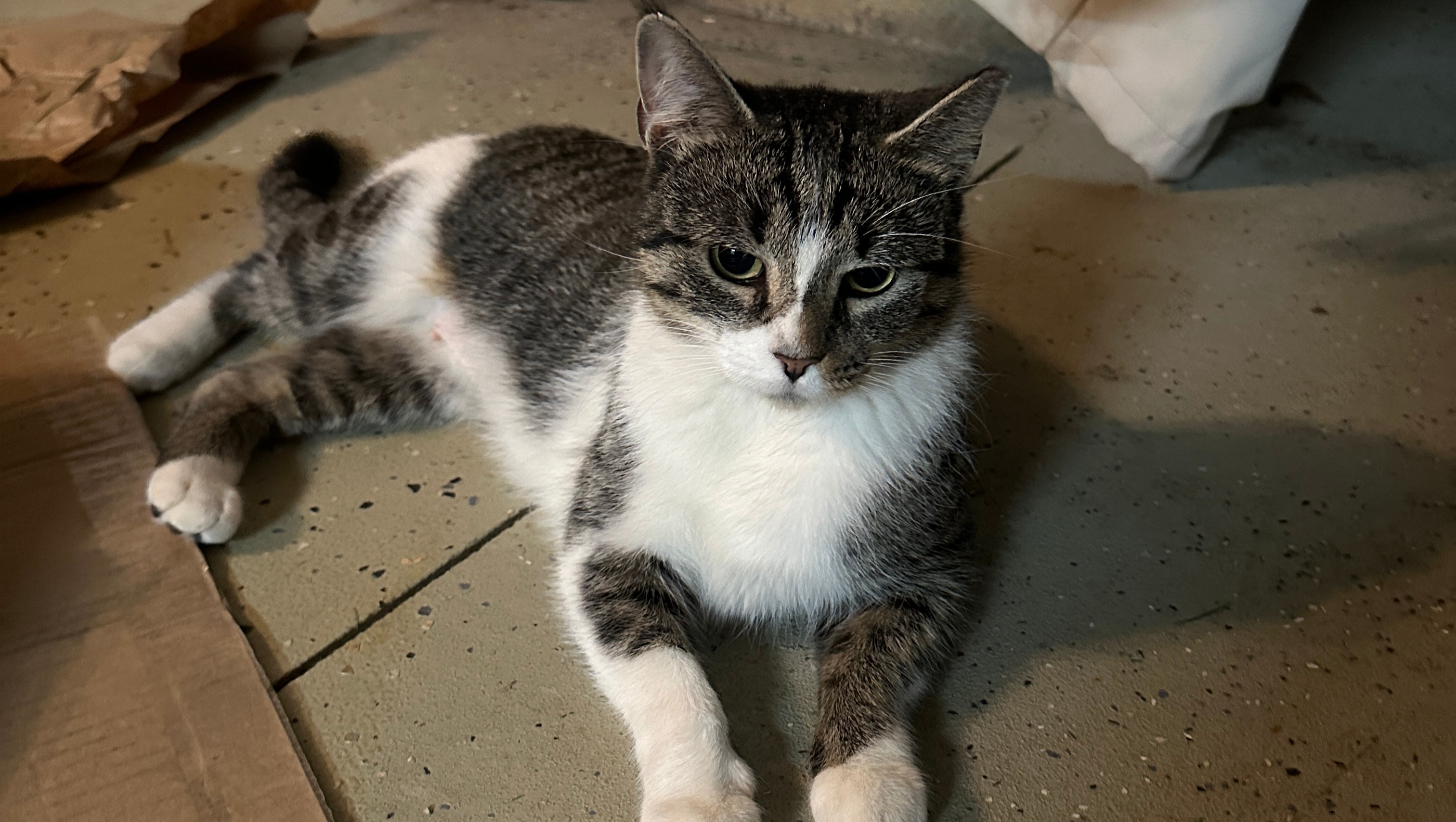 Fundraiser by Jen Geisinger : Support Dental Care for a Loving Rescued Cat