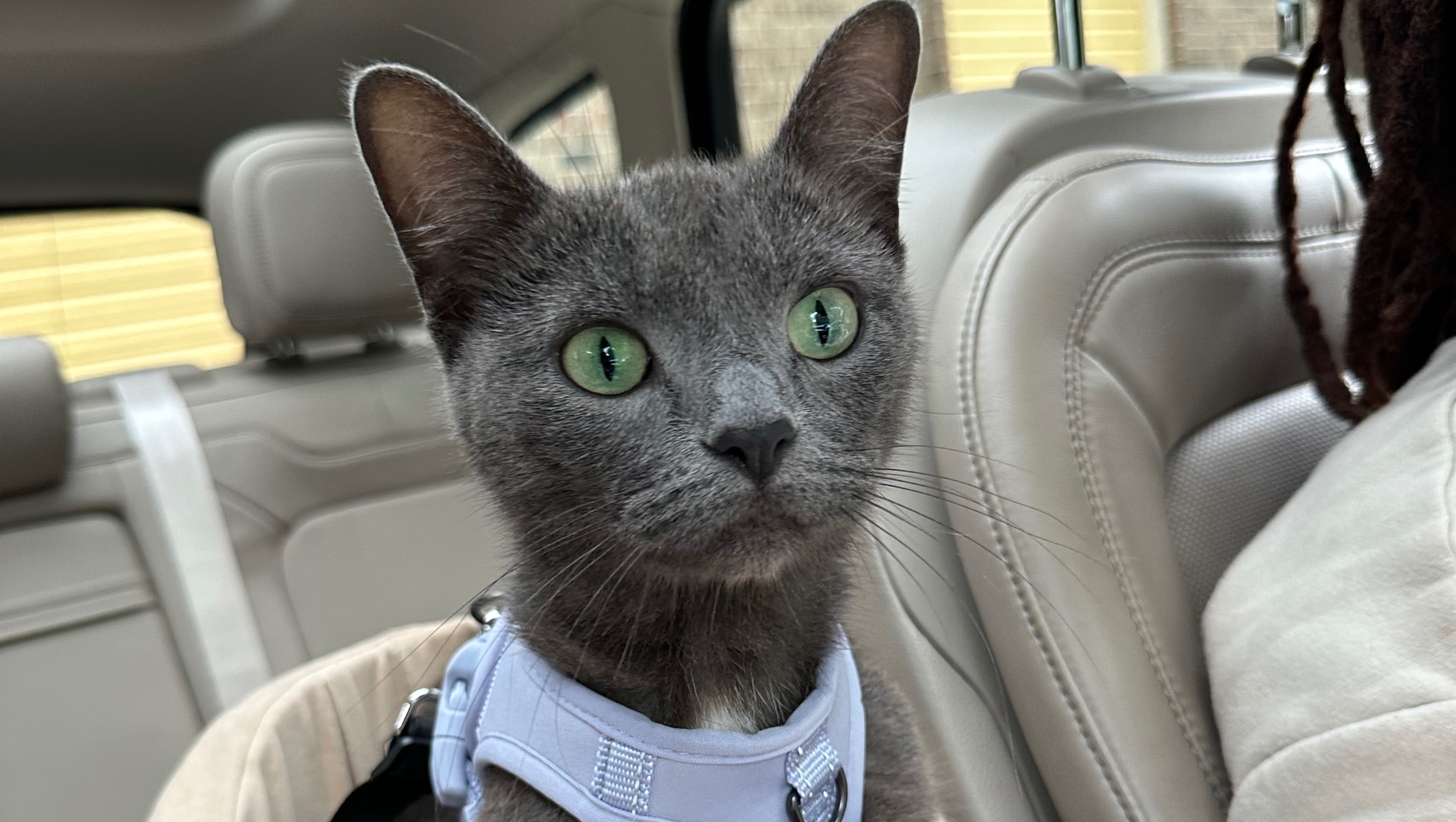 Fundraiser by Morgan Comer : Save Neptune: Urgent Medical Help Needed