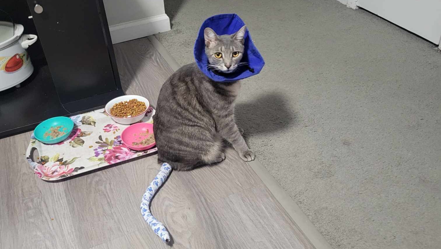 Fundraiser by Mike Swanson : Help Linus Heal: Support Our Baby Boy