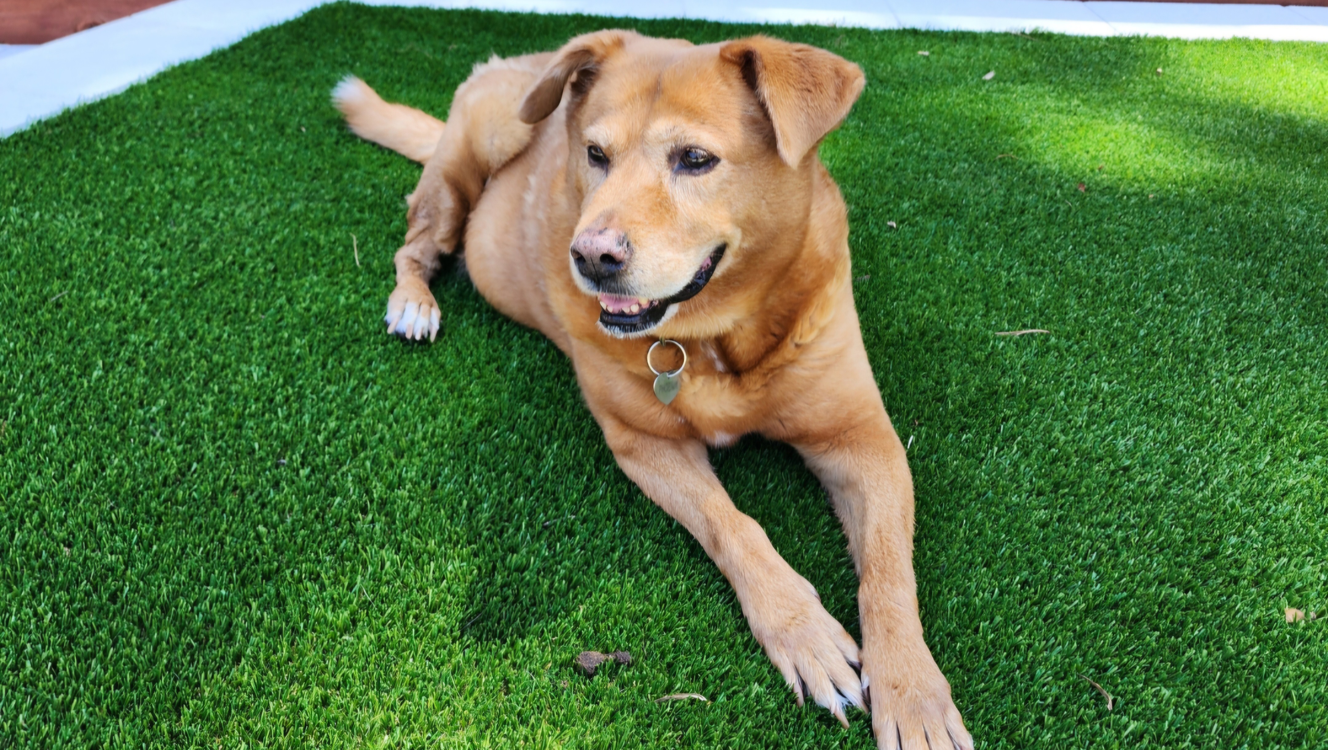 Fundraiser by Nicole Matus : Help Ensure Phoenix's Bright Smile